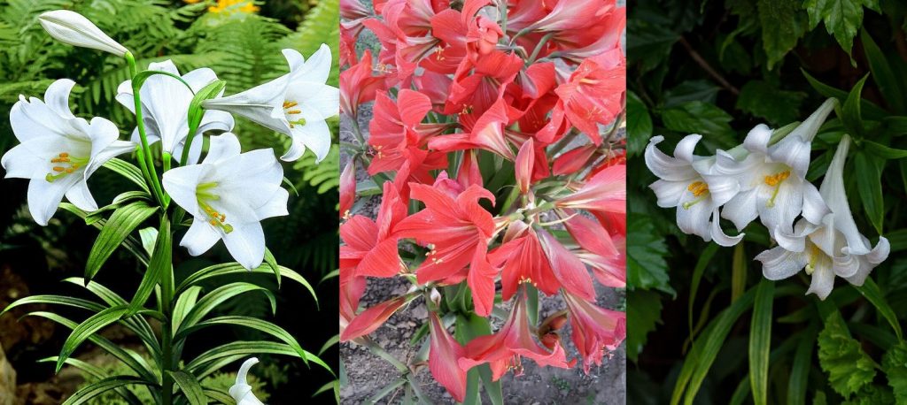 Cómo cultivar azucenas en macetas y sus cuidados