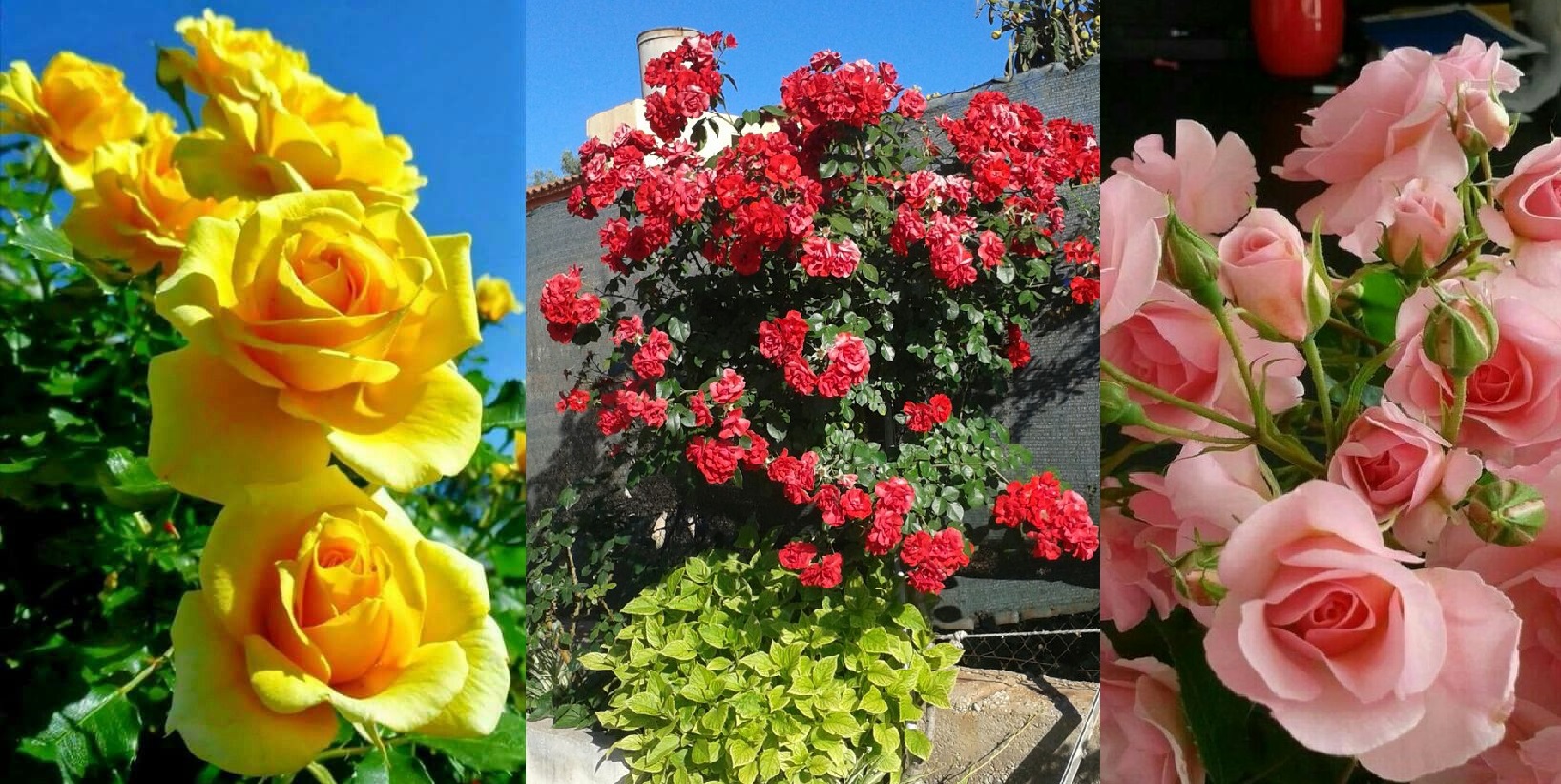 Cómo cultivar rosas con todas las garantías de éxito necesarias