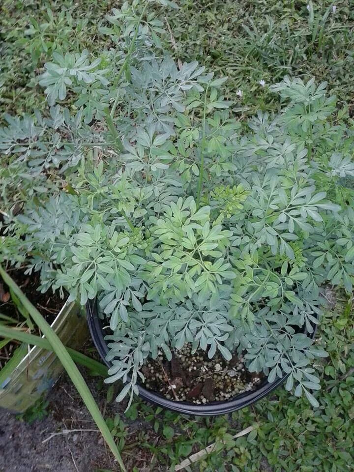 Conoce 5 beneficios de la Ruda y como cultivar en casa