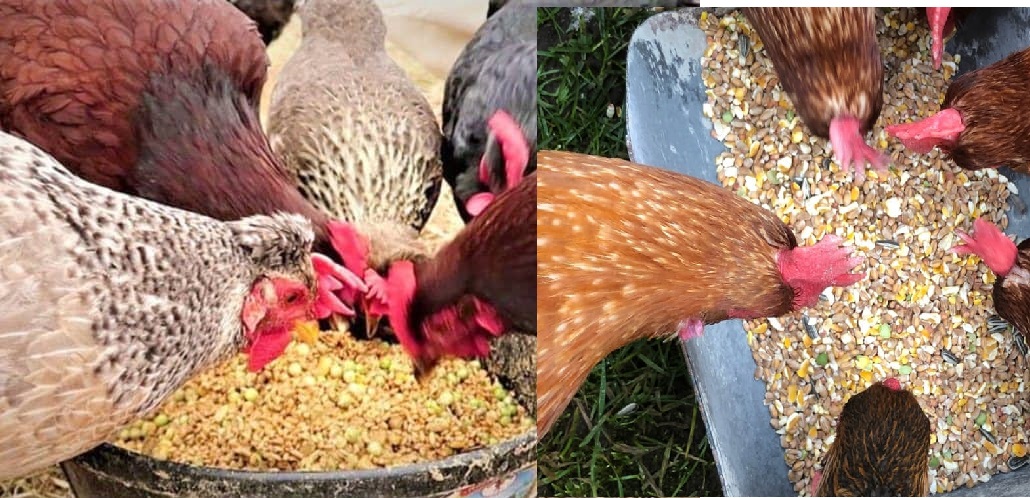 Receta de pienso sencillo para gallinas ponedoras